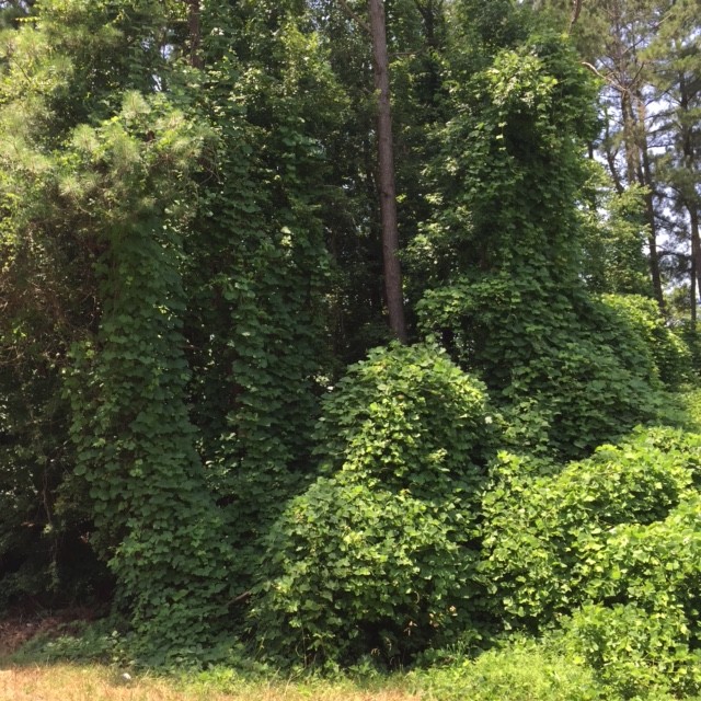 The Invasion of Kudzu - North Carolina Travel