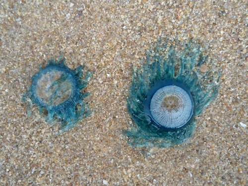 blue buttons - North Carolina Travel